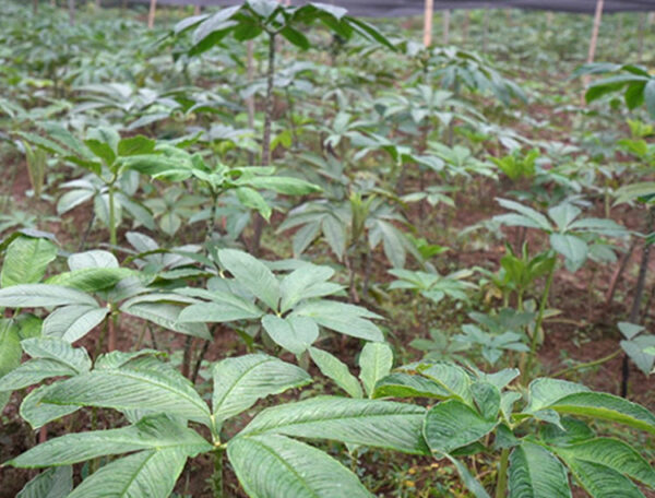 Konjac also known as konjak, konjaku, konnyaku potato